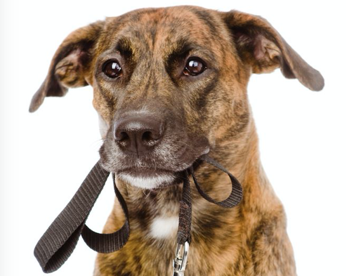 ‘Boisterous’ dogs prompt warning from council | Shetland News