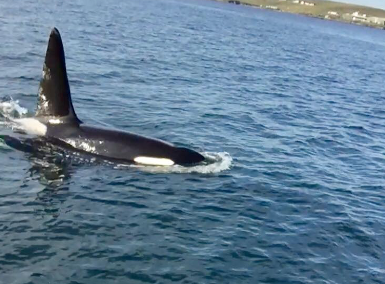 Thrillseeker takes selfie with orca – again | Shetland News