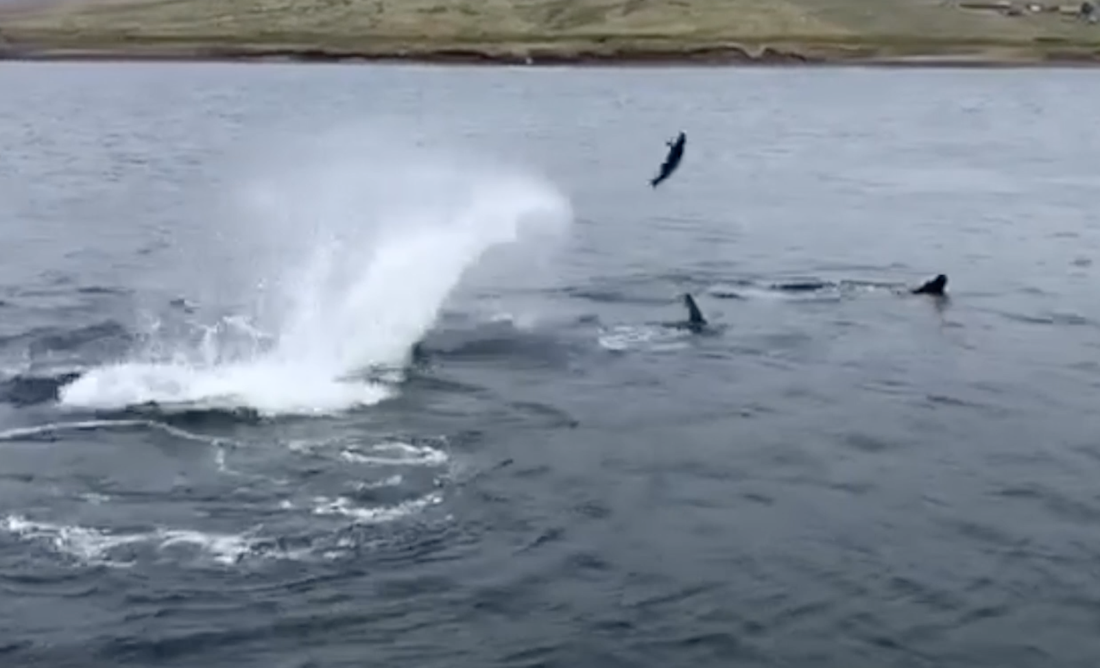 Seal captured on video being flipped into air as orcas put on show ...