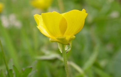 Time to appreciate abundance of local wildflowers | Shetland News