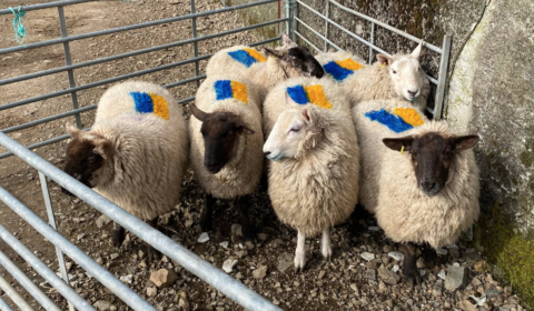 Scalloway Meat Company to become new home of post office | Shetland News