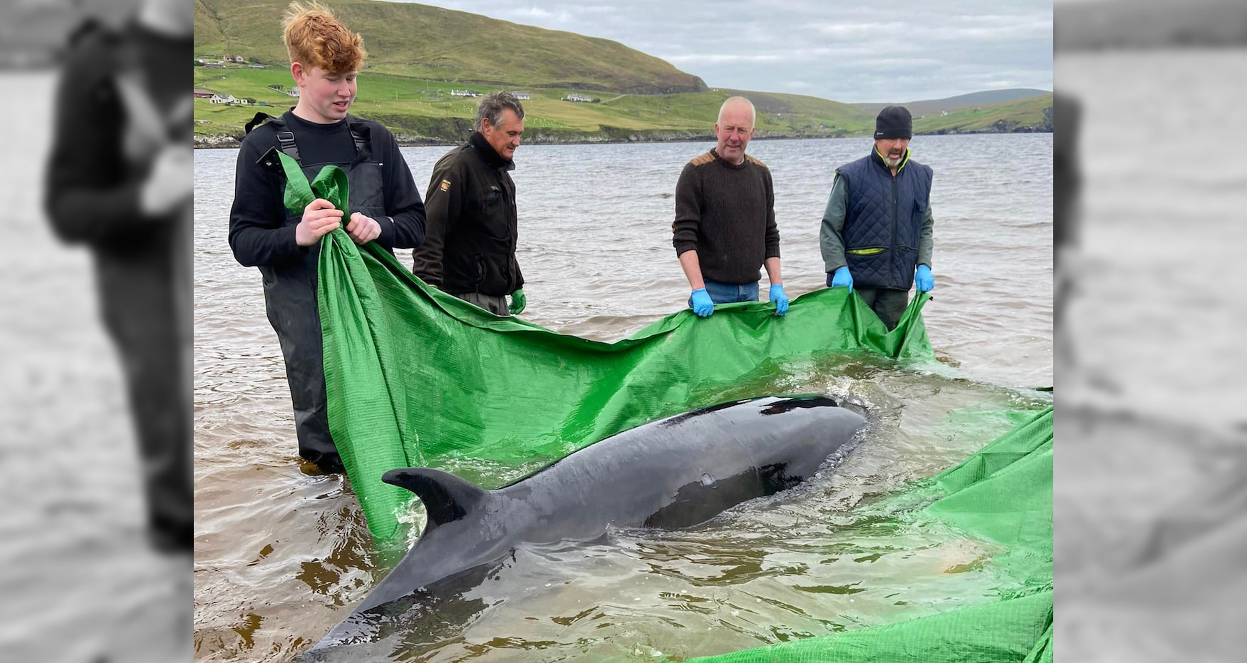 Stranded minke whale back in the sea after ‘phenomenal’ effort ...