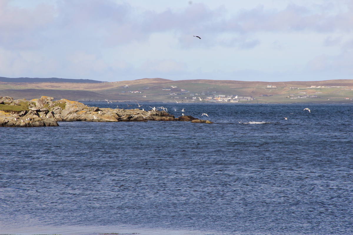 Kelp production plans for Yell Sound | Shetland News