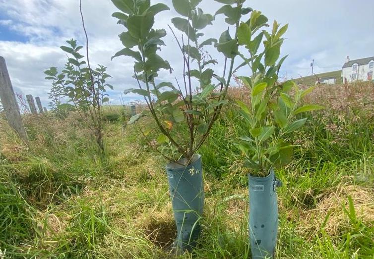 Learn how to plant trees – amenity trust invites folk to event this ...