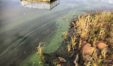 Blue green algae warning for Sandy Loch | Shetland News