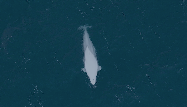 Rare sighting of beluga whale off Hillswick | Shetland News