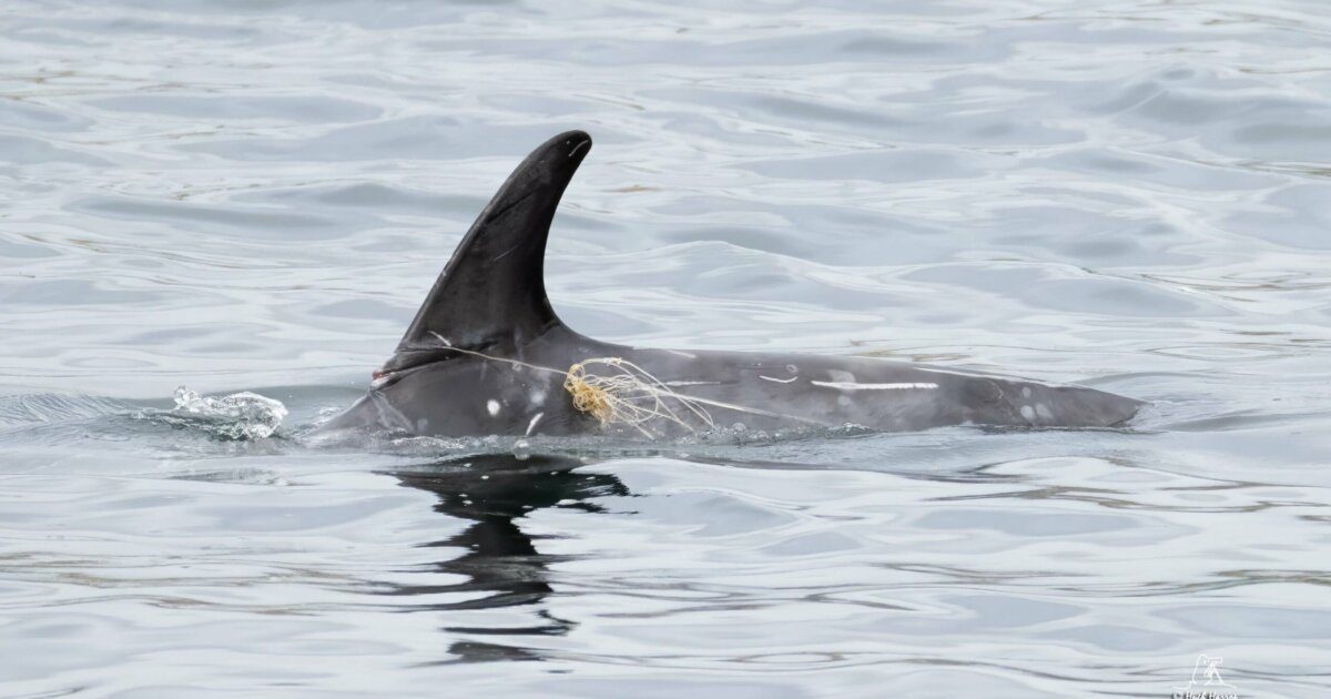 Photo shows dolphin’s fin tangled in monofilament line | Shetland News