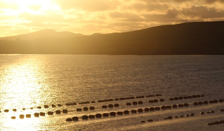 Mussel farming firm hopes for Fruitful Harvest as two new workboats ...