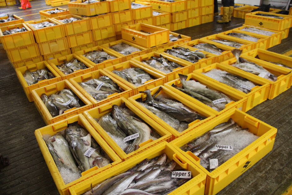 Seafood auction company upbeat after growth in annual whitefish ...