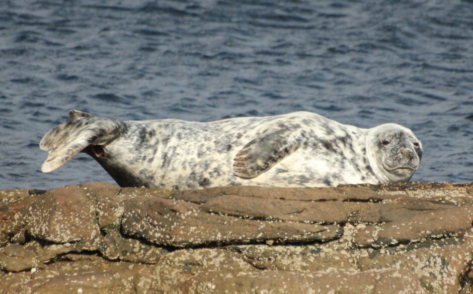 Greens want ban on seal scarers | Shetland News