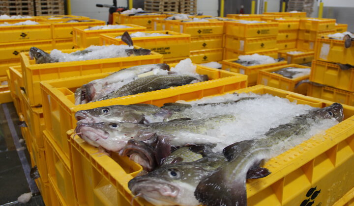 Fish companies to move out to new Mair’s Pier market | Shetland News