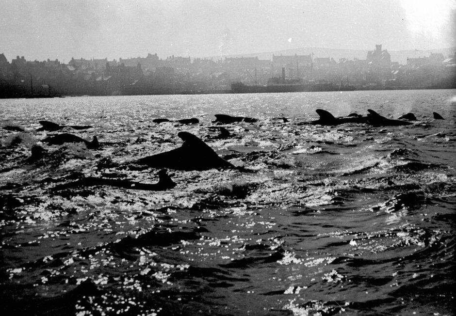 Memories of marine mammals sought for new project | Shetland News